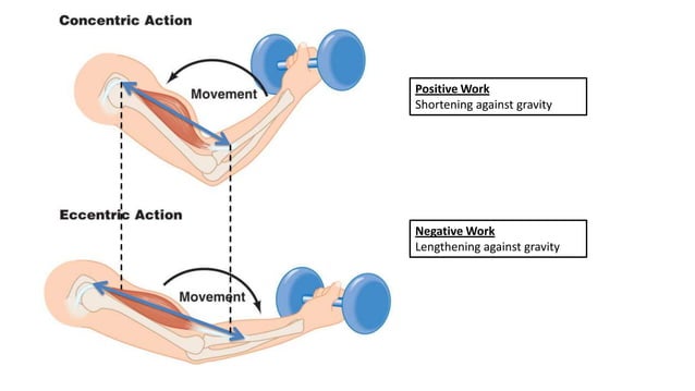 APPH 1050 Ch 4 and 5 strength training and flexibility