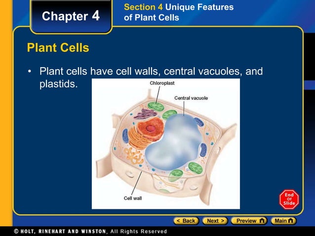 Cell Biology ppt | PPTX