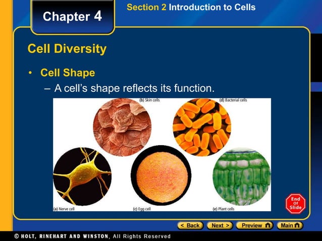 Cell Biology ppt | PPTX