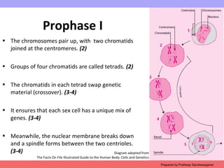 Ch4 crossing over | PPT