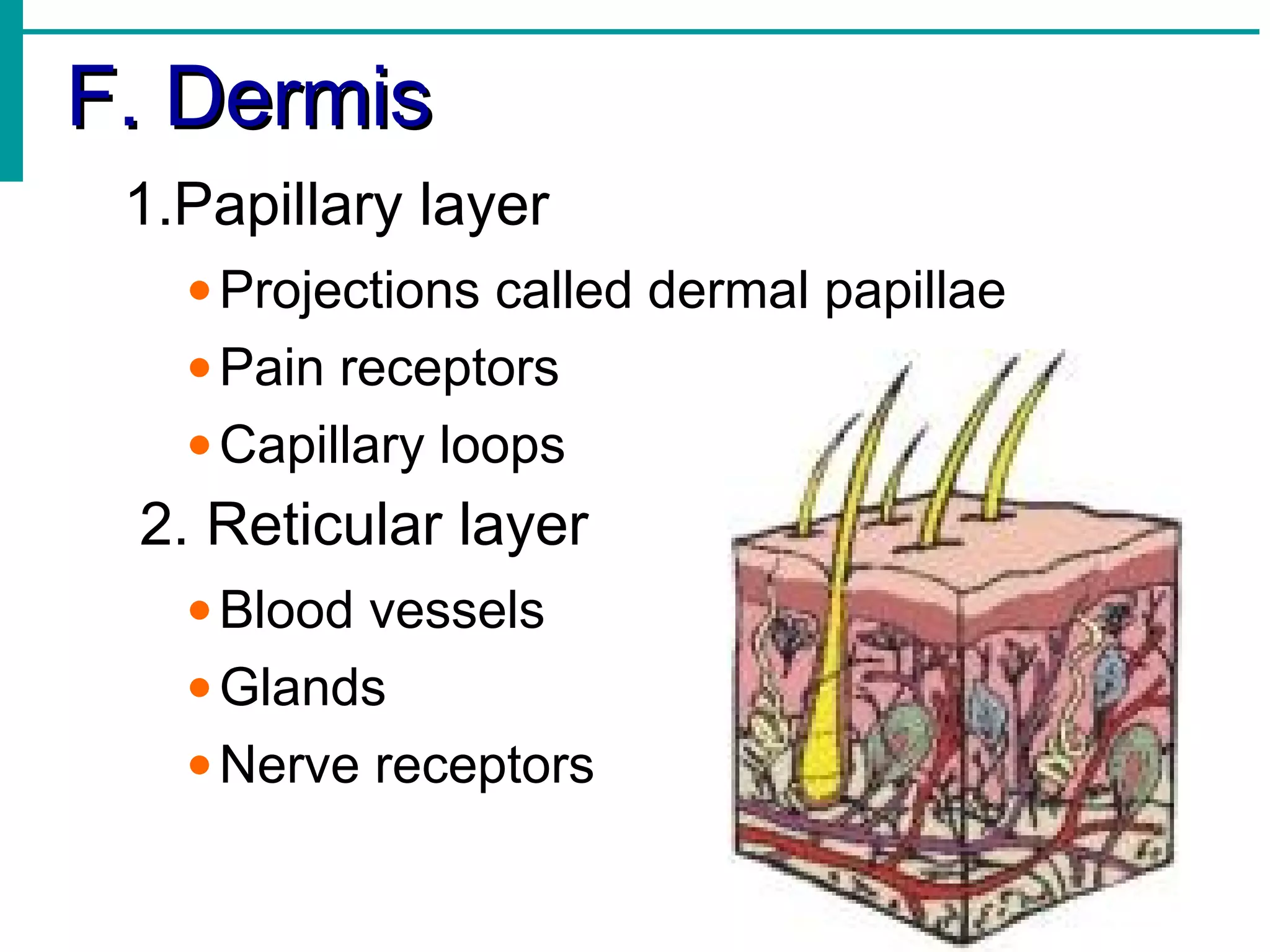 Ch 4 dermis -class | PPT