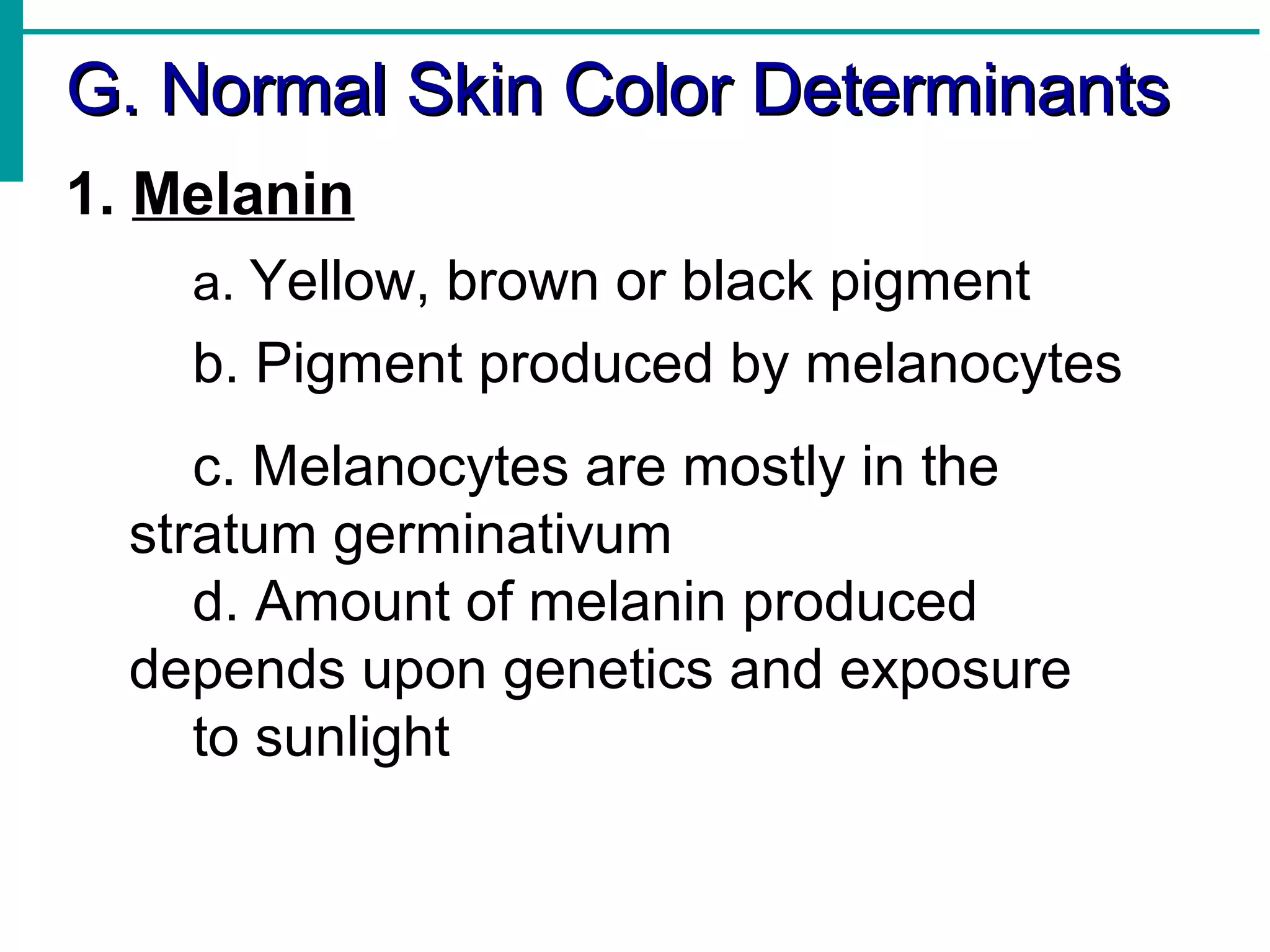 Ch 4 dermis -class | PPT