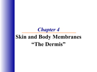Ch 4 dermis -class | PPT