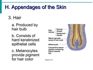 Ch 4 dermis -class | PPT