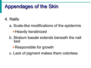 Ch 4 dermis -class | PPT