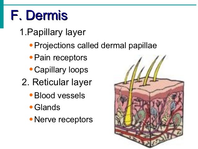 Ch 4 dermis -class