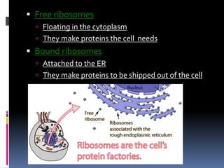 Ch 4 part 1 Organelles of Eukaryotic Cells | PPTX
