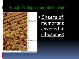 Ch 4 part 1 Organelles of Eukaryotic Cells | PPTX