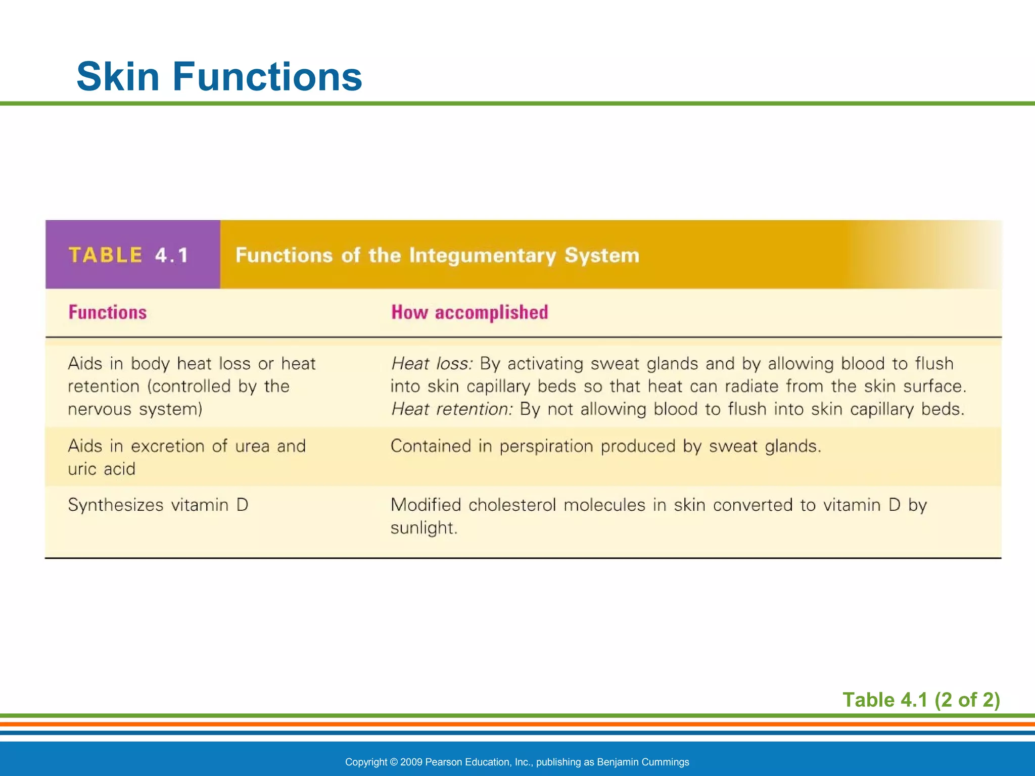 Ch4ppt integument | PPT