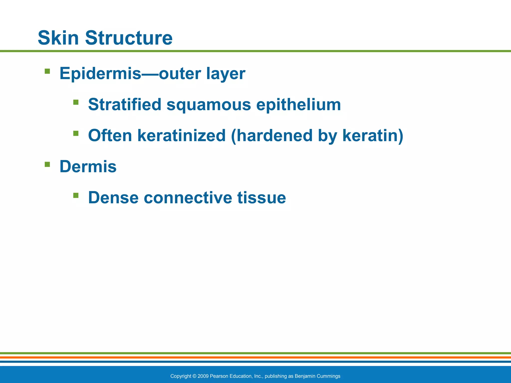 Ch4ppt integument | PPT