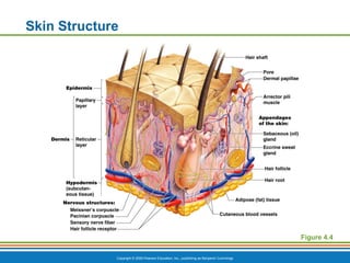 Ch4ppt integument | PPT