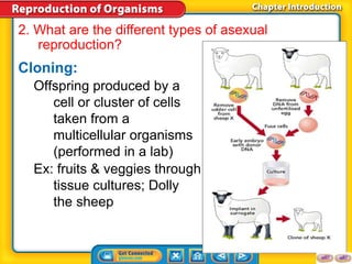 Ch 4.1 & 4.2 reproduction comparison | PPTX | Infertility ...