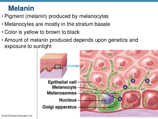 Ch 4 Skin Power Point