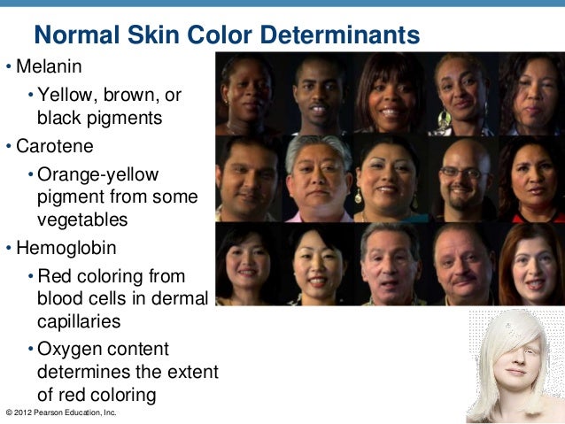 Ch 4 Skin Power Point