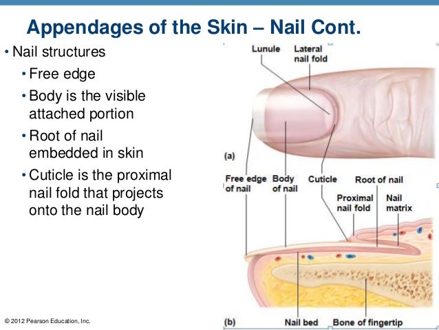 Ch 4 Skin Power Point