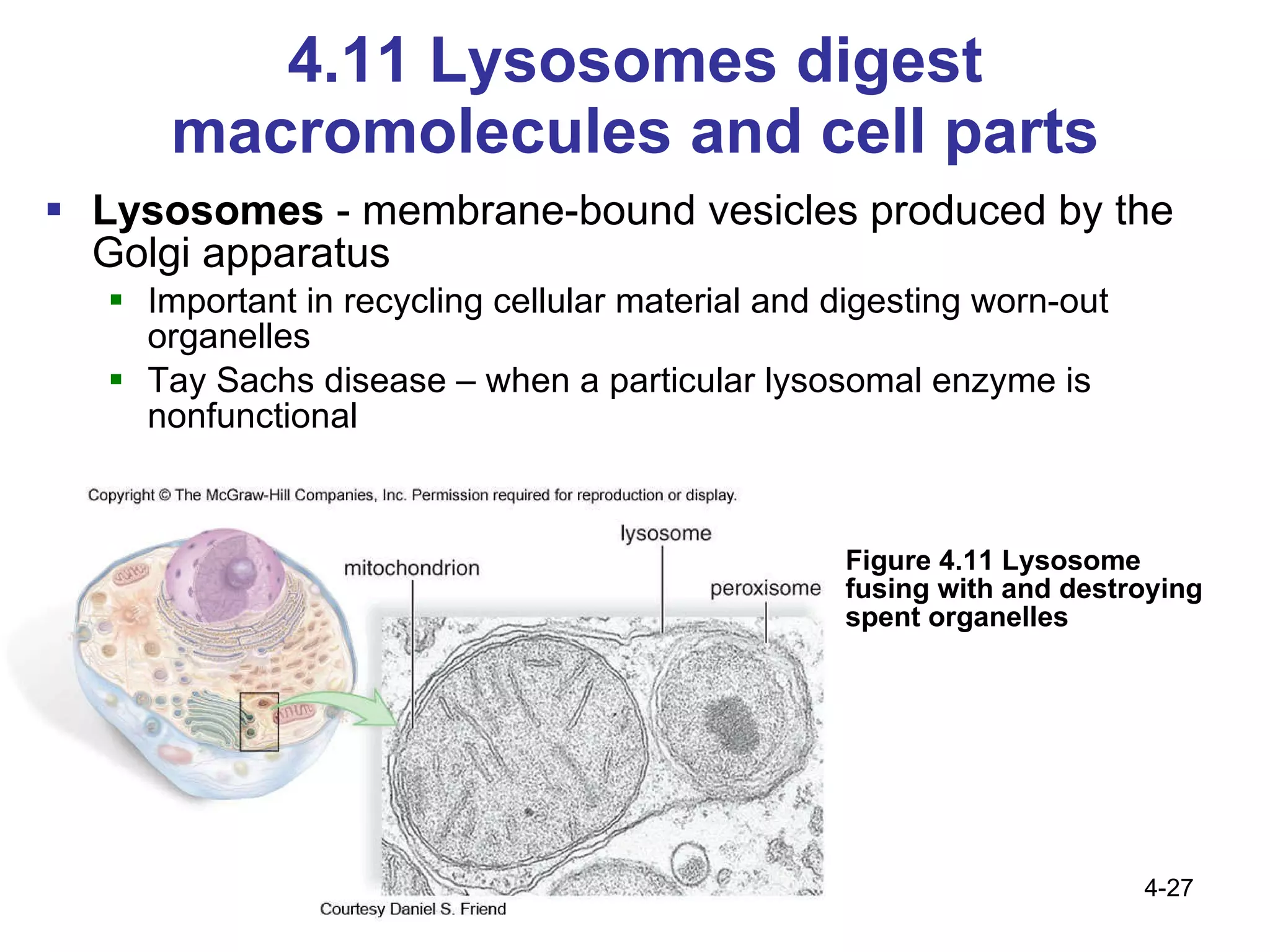 Ch 4 structure and function of cells | PPT