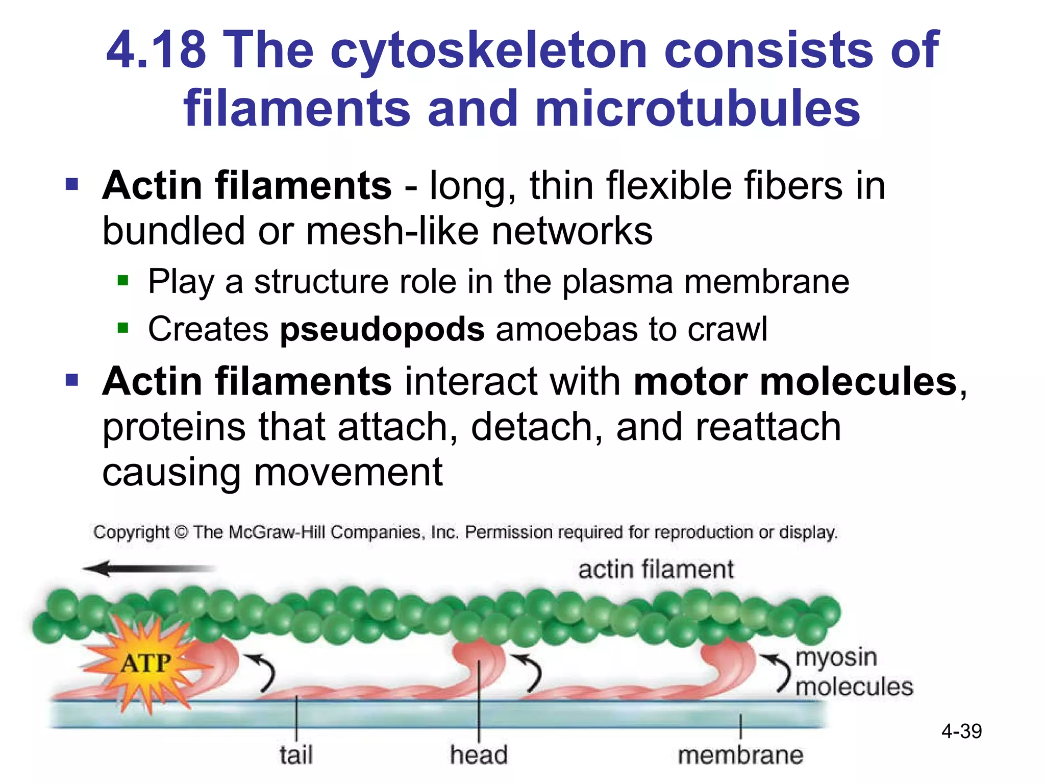 Ch 4 structure and function of cells | PPT