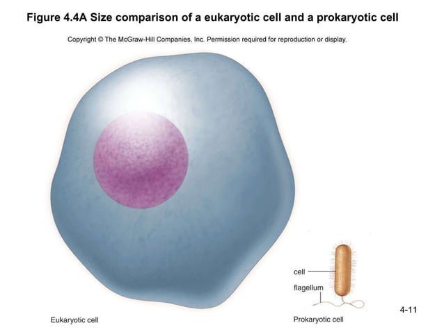 Ch 4 structure and function of cells | PPT
