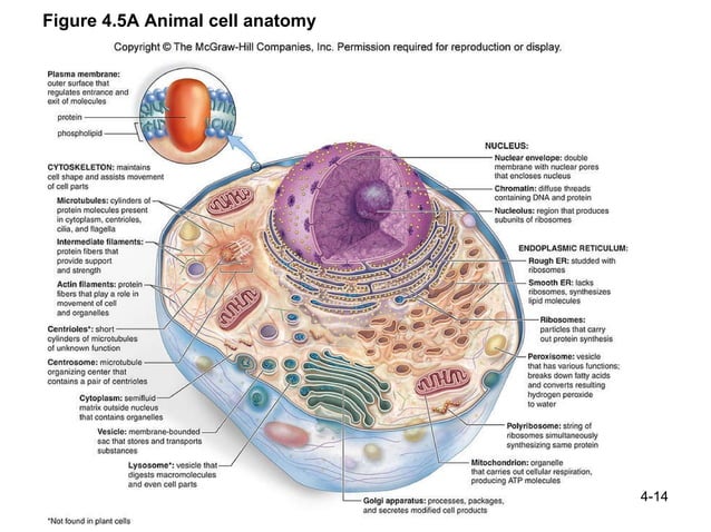 Ch 4 structure and function of cells | PPT