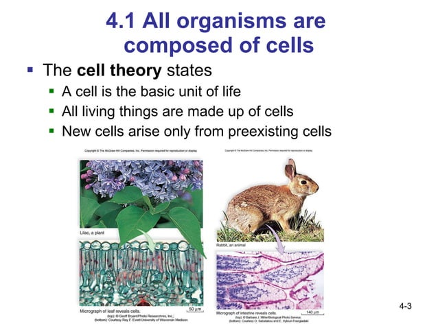 Ch 4 structure and function of cells | PPT