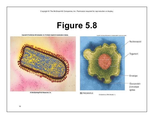 Viruses and Other Acellular Infectious Agents