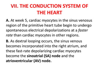 Ch 5. CVS.pptxgjjhnmkikuygfvbnkjikkuytfv | PPT | Free Download