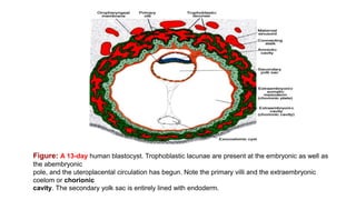 CH 5- 2nd Week development.pptx | Free Download