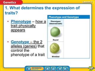 Ch 5.2 understanding inheritance | PPTX