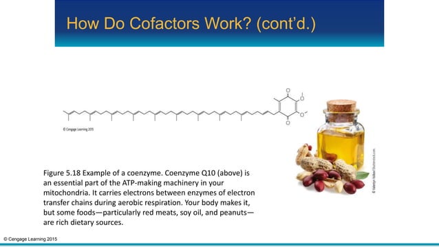 Section 5.5 How do cofactors work? | PPT
