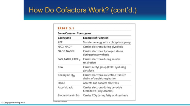 Section 5.5 How do cofactors work? | PPT