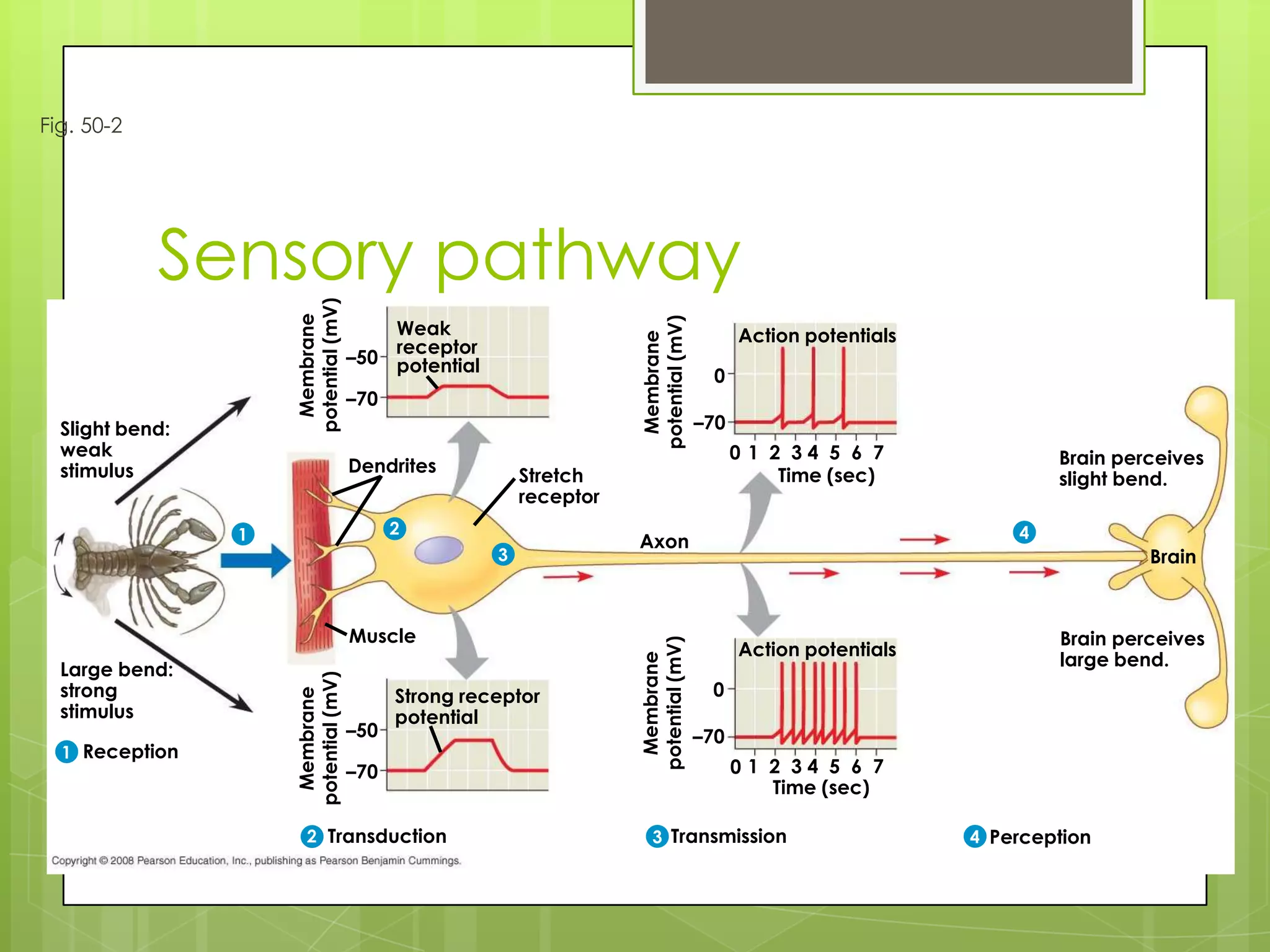 Ch 50 sensory & motor mechanisms | PPTX