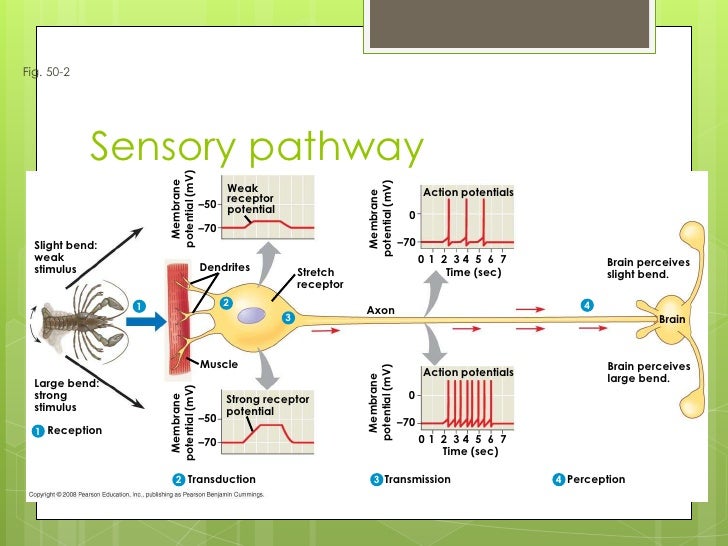 Ch 50 sensory & motor mechanisms