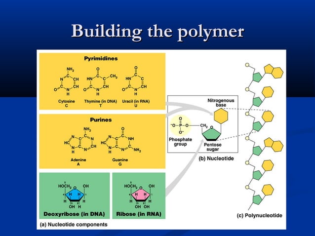 AP Bio Chapter 5 (Carbohydrates) | PPT