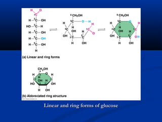 AP Bio Chapter 5 (Carbohydrates) | PPT