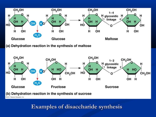 AP Bio Chapter 5 (Carbohydrates)