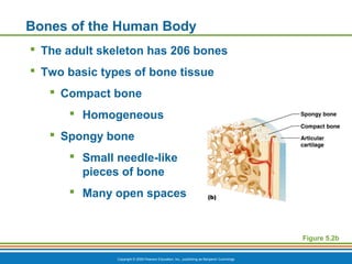 CVA A&P - Chapter 5a: Honors Bone Tissue | PPT