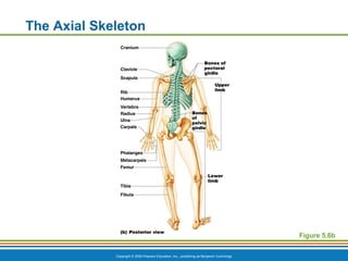 CVA A&P - Chapter 5b: Standard Axial Skeleton | PPT