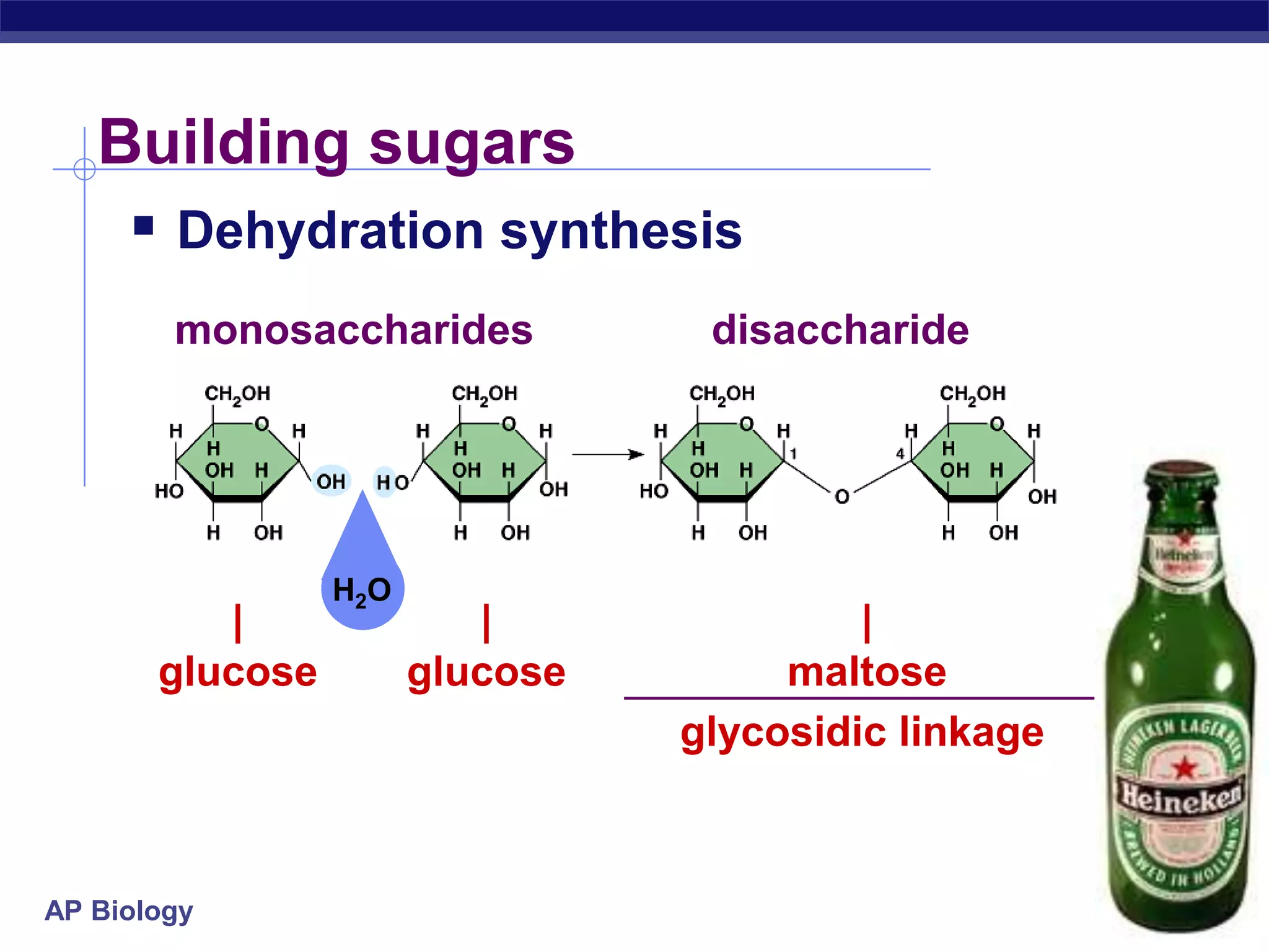 ch_5_carbohydrates.ppt