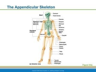 CVA A&P - Chapter 5c: Standard Appendicular Skeleton | PPT