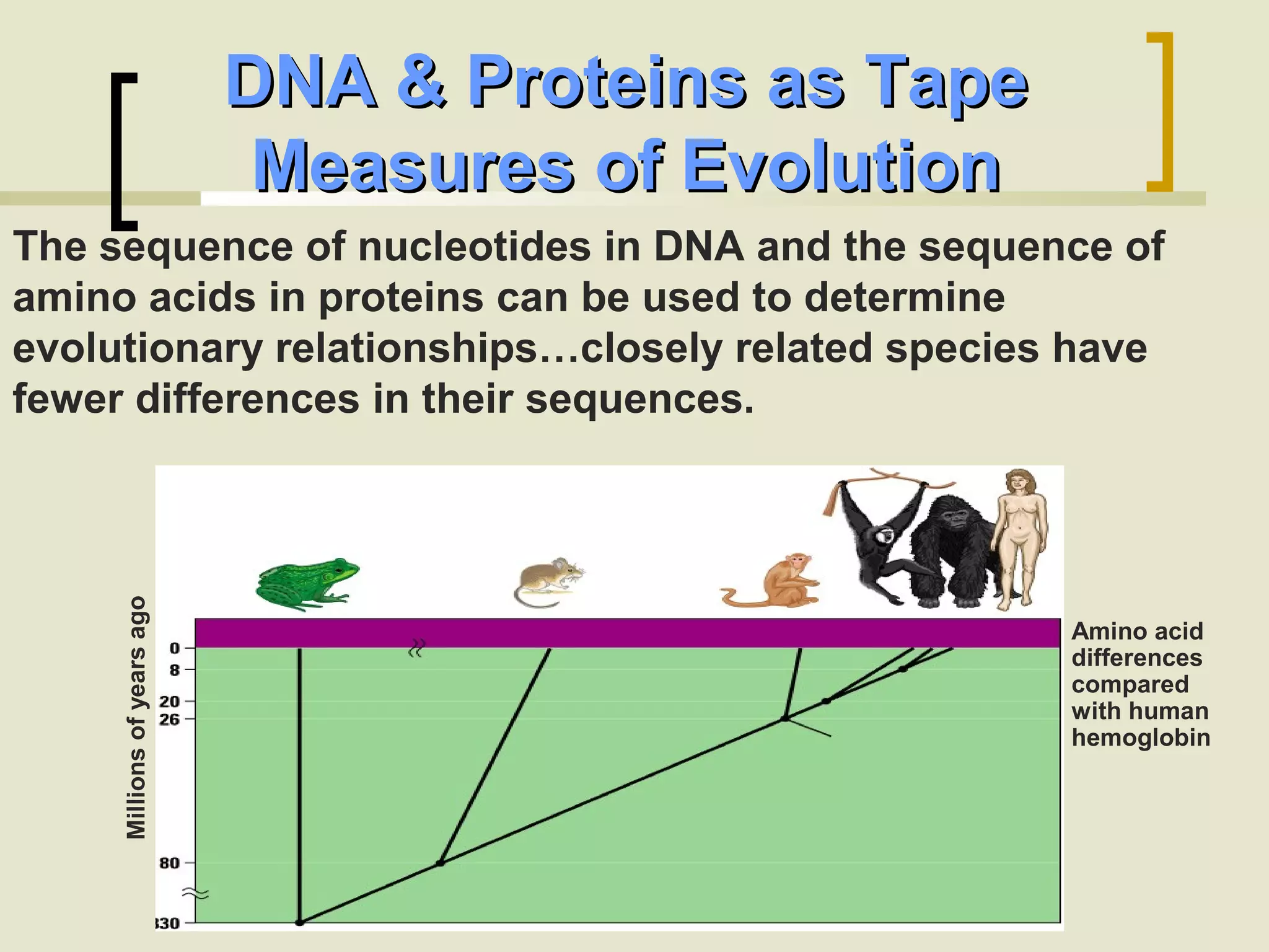 AP BIO Ch 5 ppt | PPT
