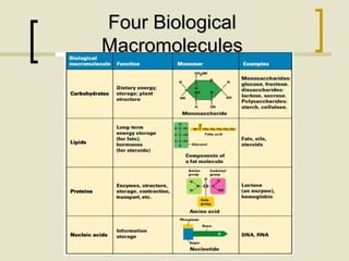 Macromolecules Chart Ap Biology