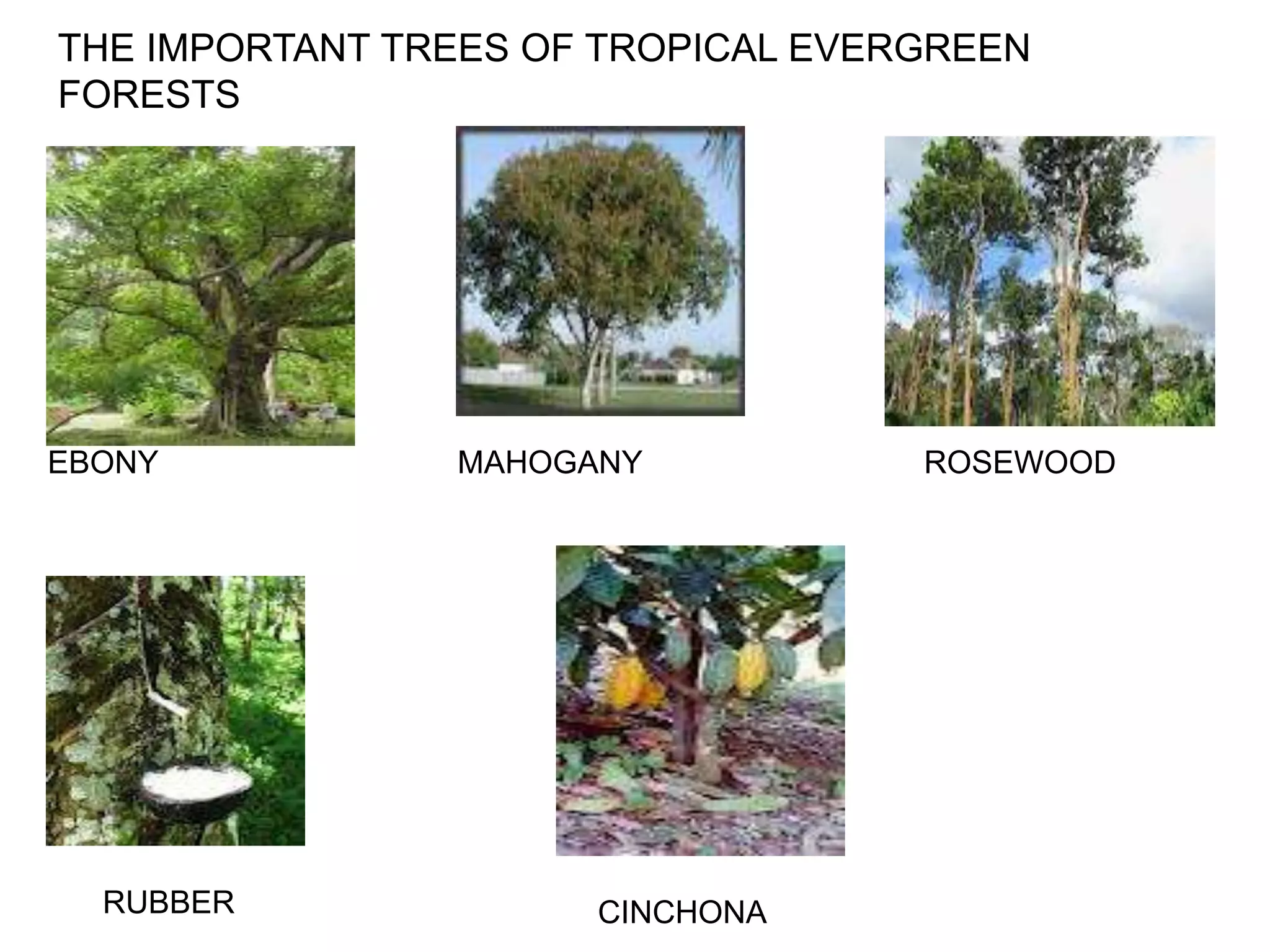 NATURAL VEGETATION AND WILDLIFE CLASS 9 | PPT