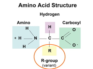 Ch6.4 - Building Blocks of Life | PPT