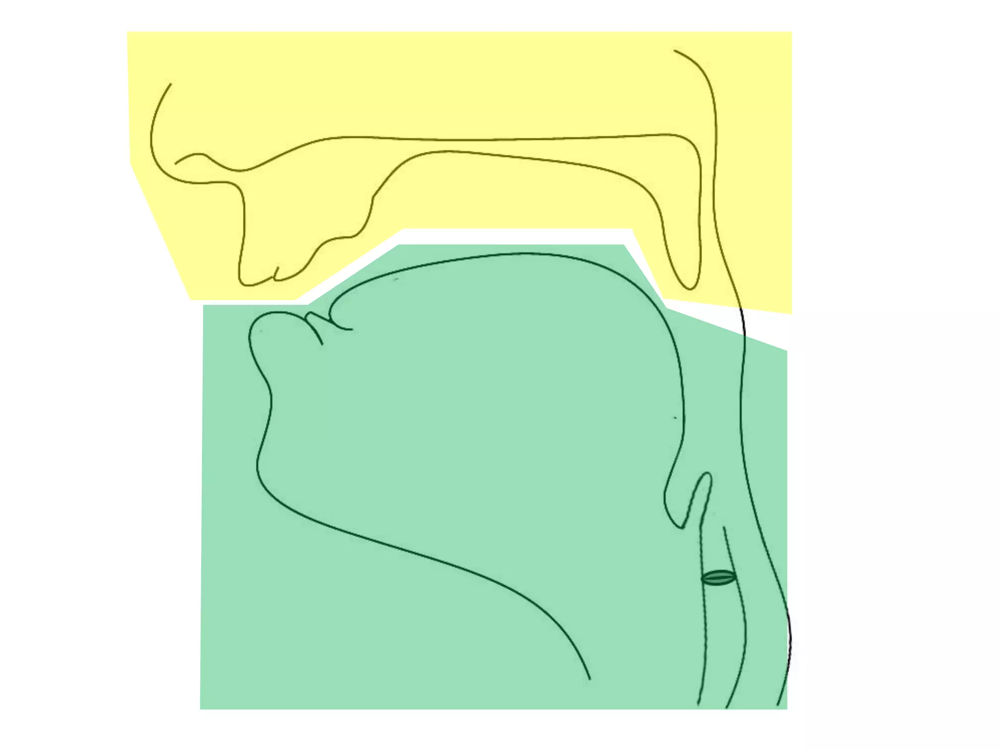 English Phonology - 01-Intro & Organs of Speech | PPTX