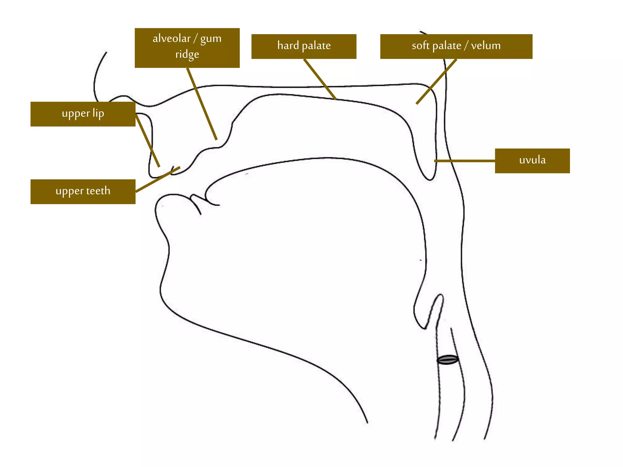 English Phonology - 01-Intro & Organs of Speech | PPTX