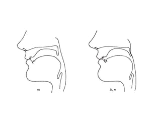 English Phonology - 03-Manners of Articulation | PPTX