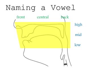 English Phonology - 04-Vowels and Dihptongs | PPT