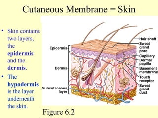 Cutaneous Membrane Diagram