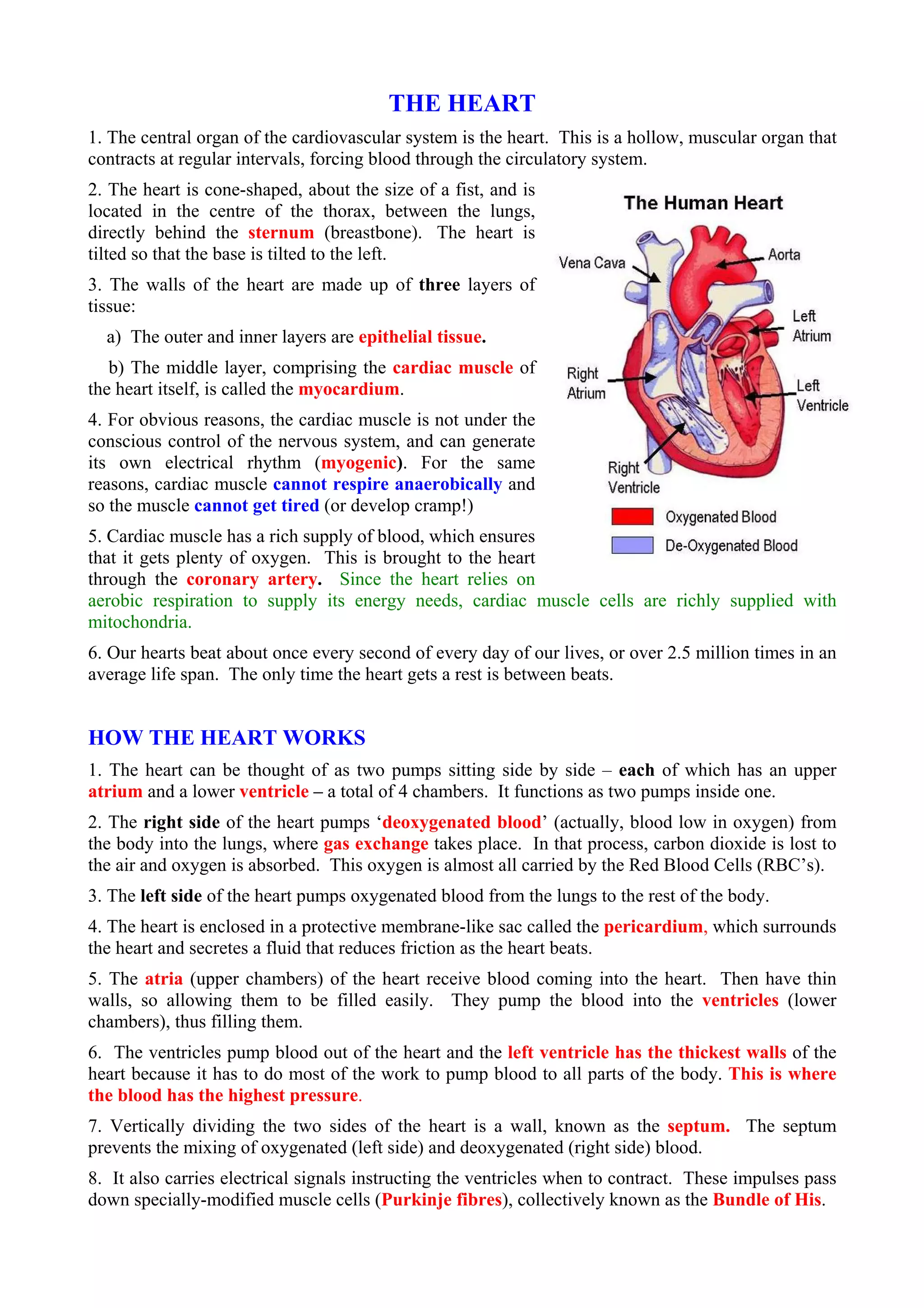 Ch 6 the circulatory system | PDF