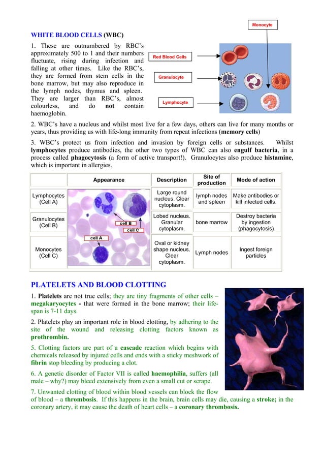 Ch 6 the circulatory system | PDF